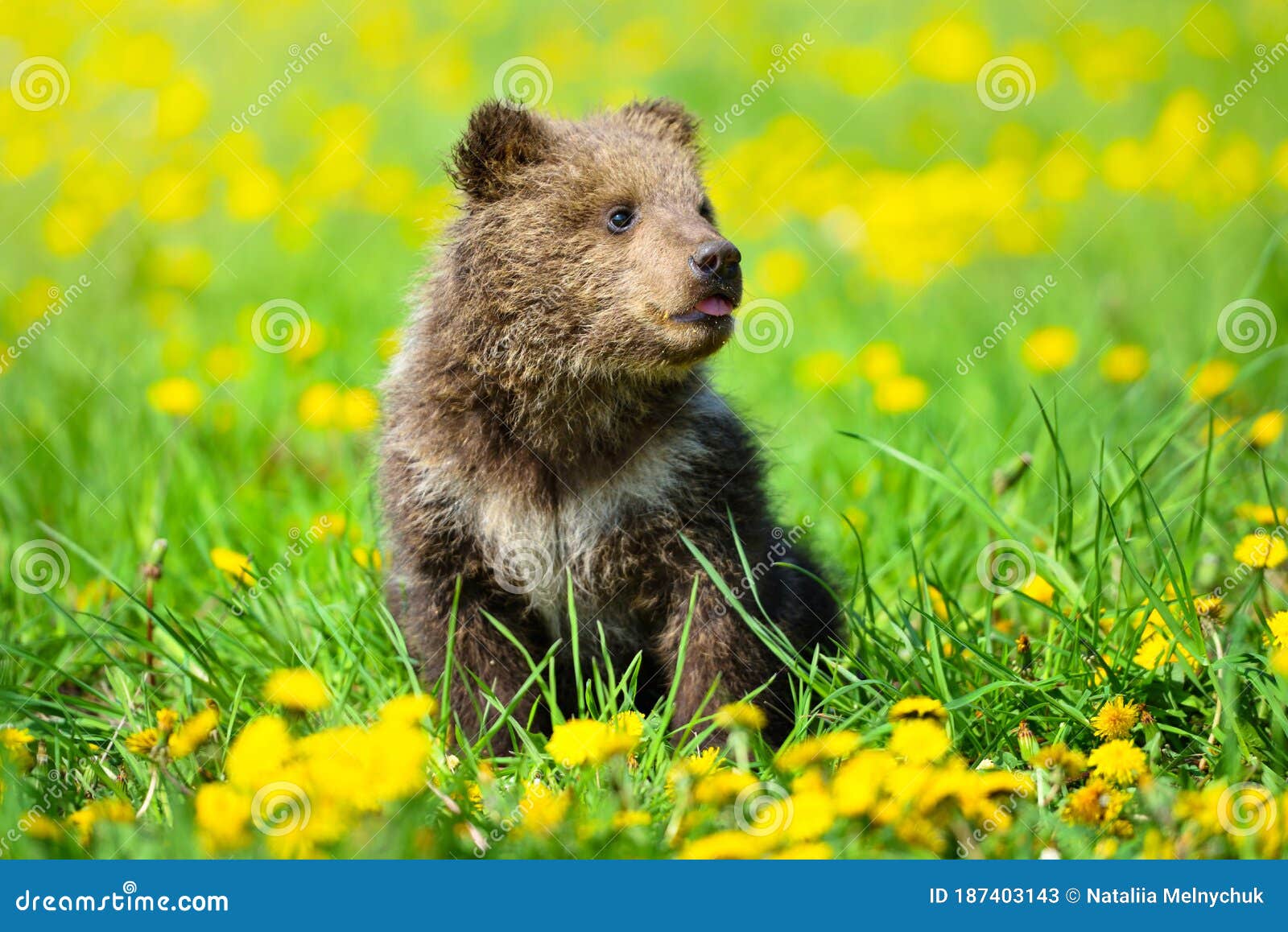 Cute Little Brown Bear Cub Playing on a Lawn among Dandelions Stock ...