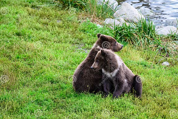 Cute Little Brown Bear Cubs With Natal Collars Playing In Grass On The Side Of The Brooks River