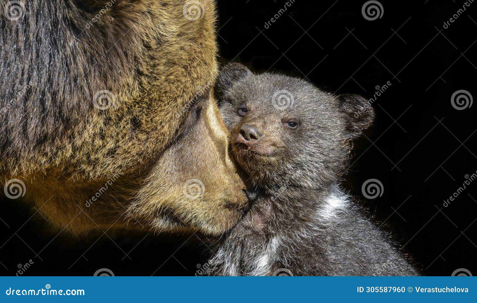 Cute Little Brown Bear and His Mother Stock Photo - Image of teddy ...