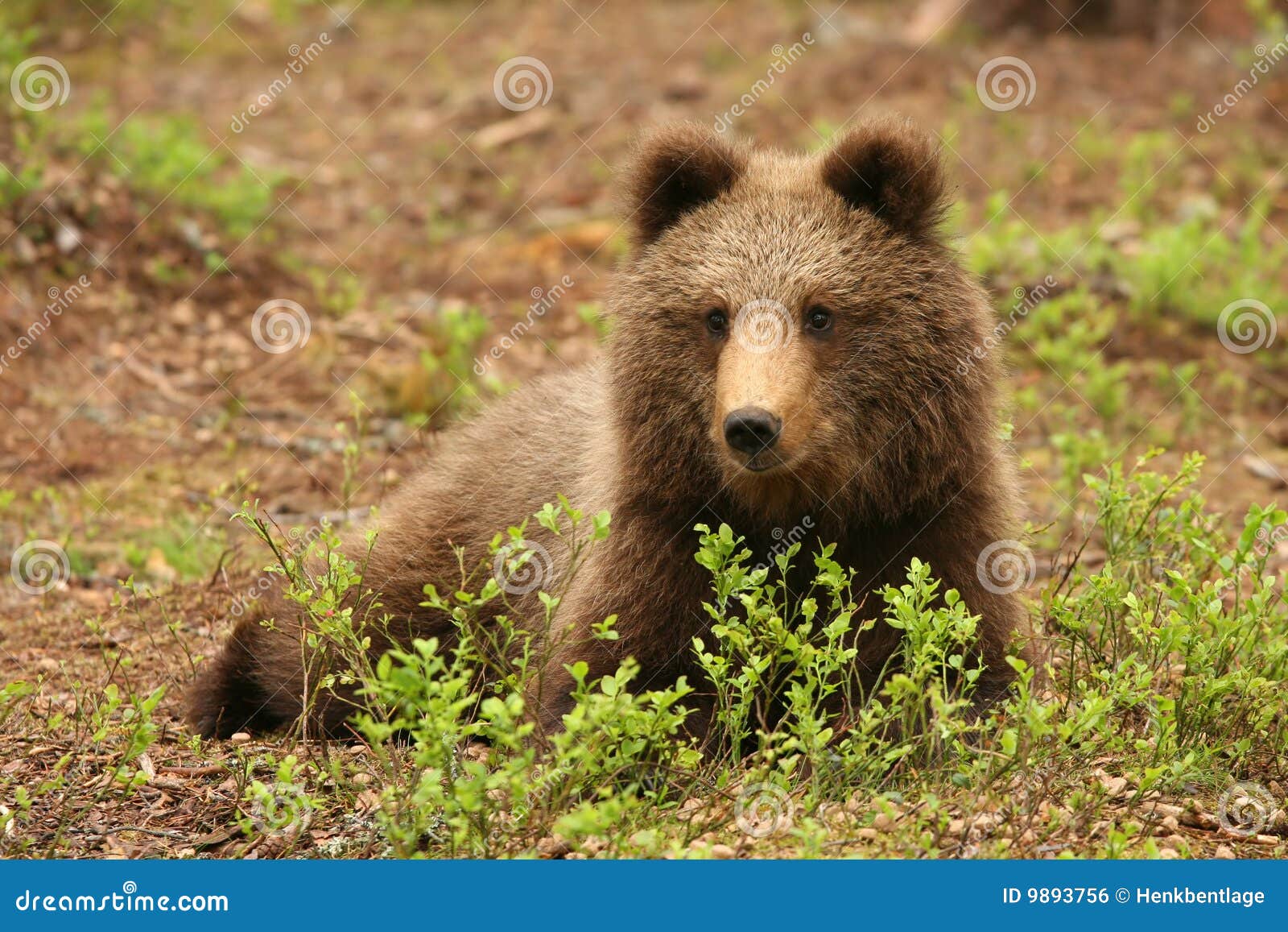 Cute Little Brown Bear Sitting Behind Bush Stock Photo - Image of nose ...