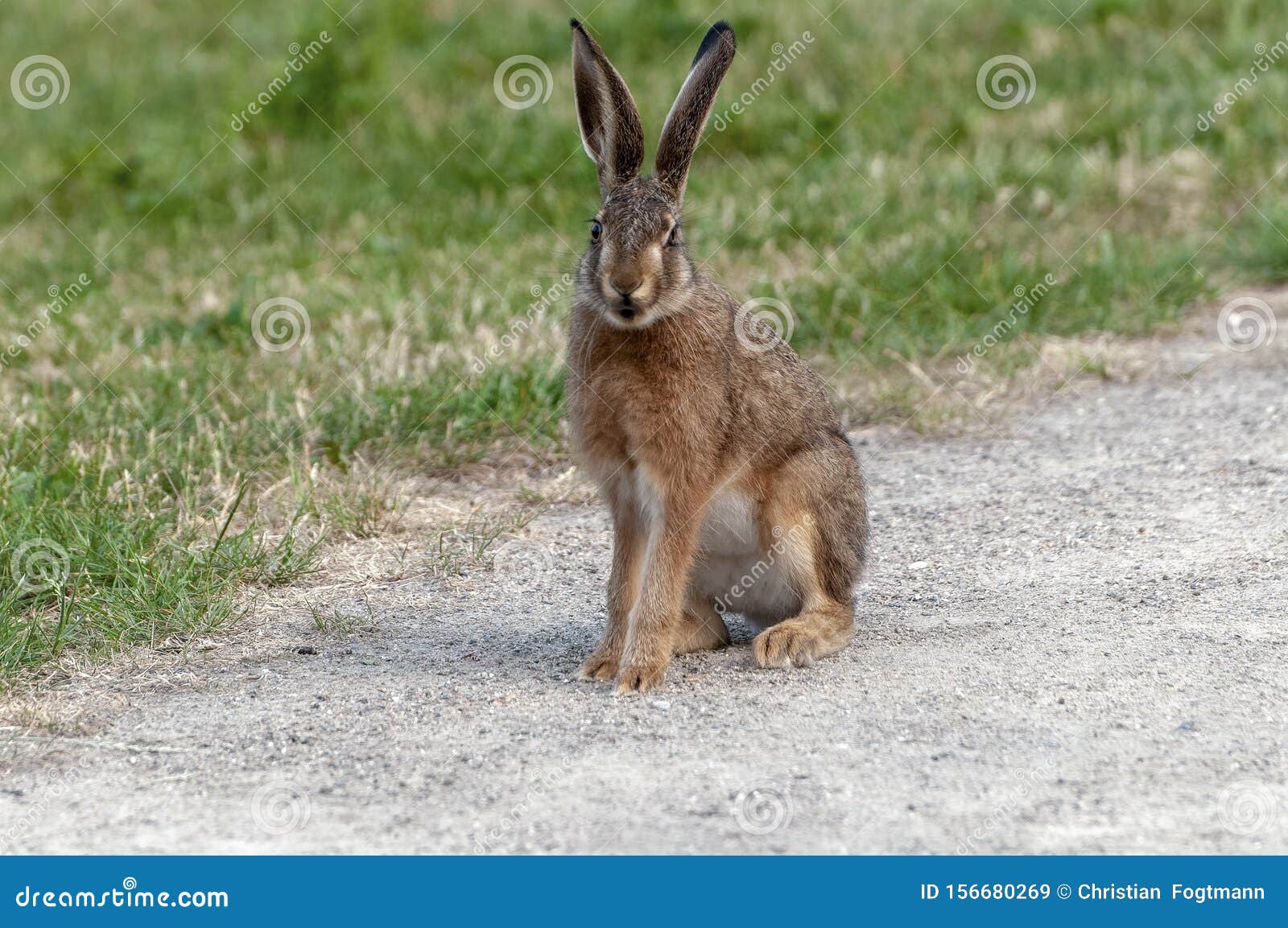 Cute Little Brown Hare on a Path Stock Image - Image of cute, european ...