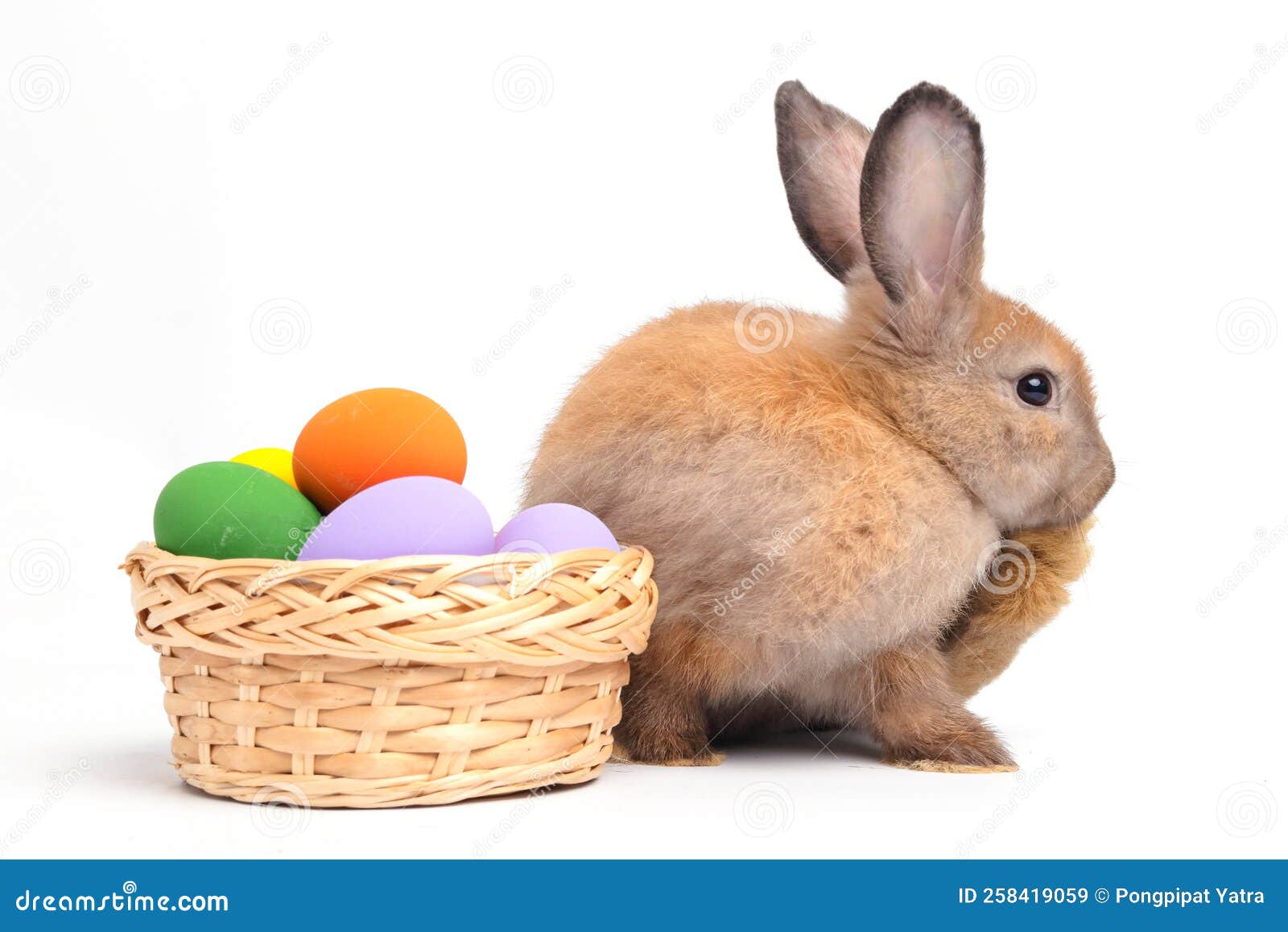 A Cute Little Brown Rabbit is on a White Background. Stock Image ...