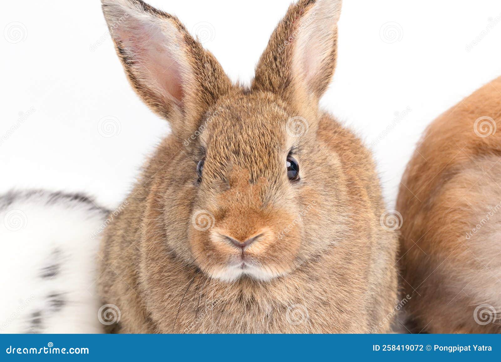 A Cute Little Brown Rabbit is on a White Background. Stock Photo ...