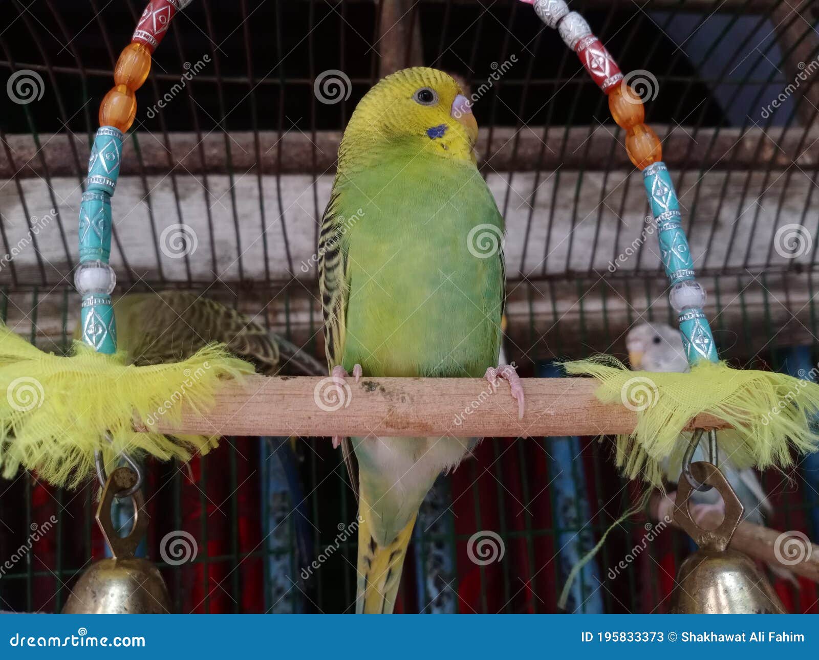 Cute Little Budgie Bird. stock image. Image of budgerigar - 195833373