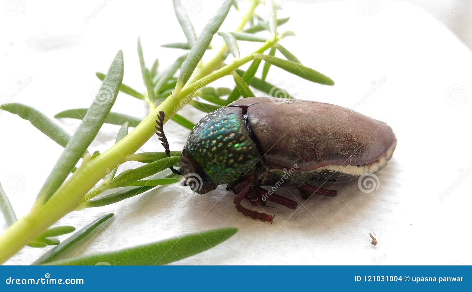 Cute green bug stock photo. Image of plant, little, green - 121031004