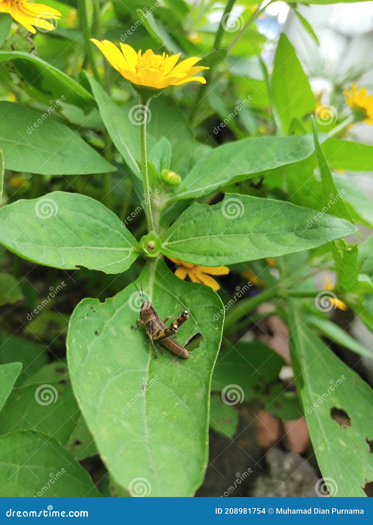 The Cute Little Bugs stock photo. Image of green, cute - 208981754
