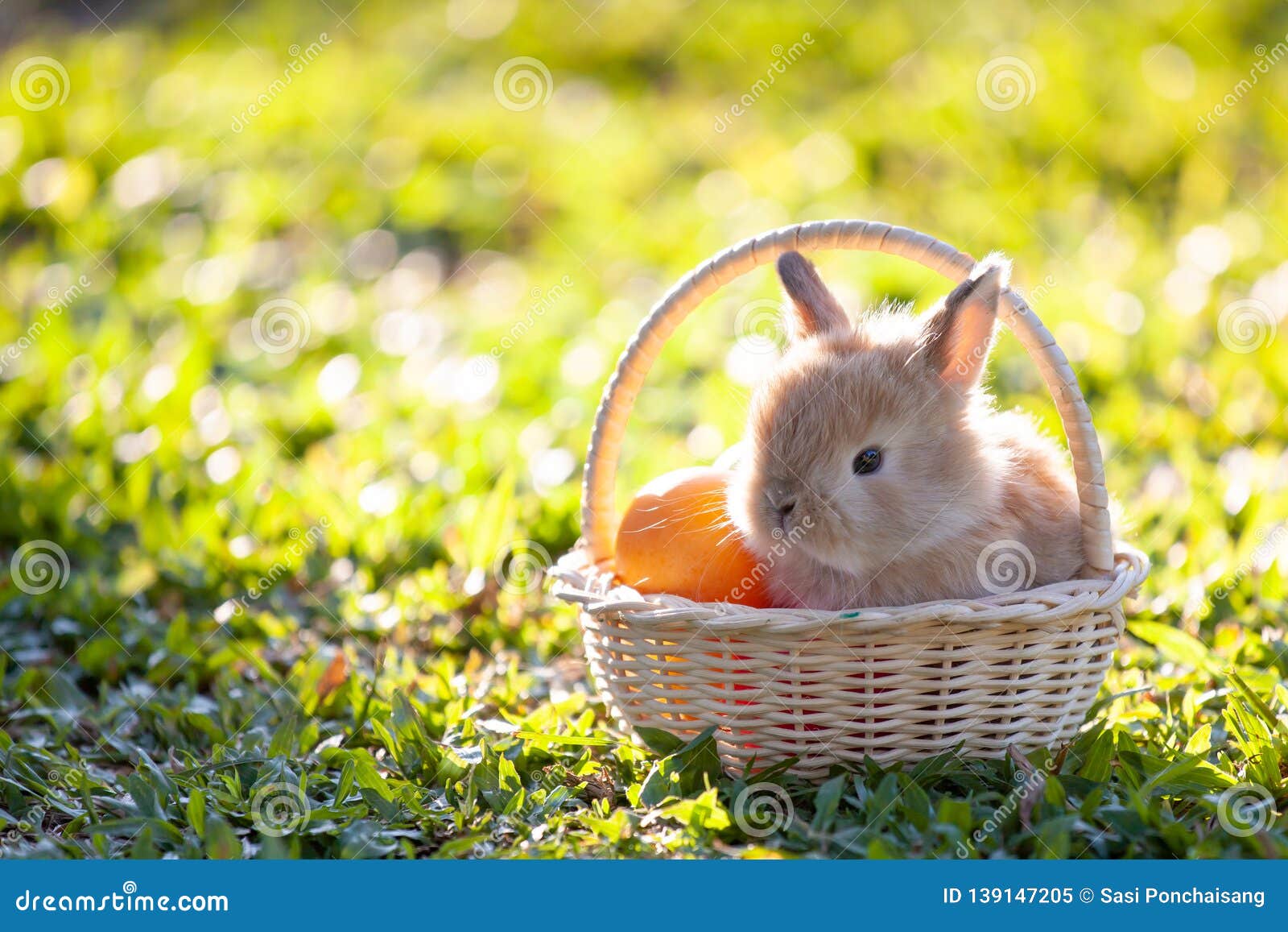 Cute Bunny in the Basket and Easter Eggs in the Meadow Stock Image ...