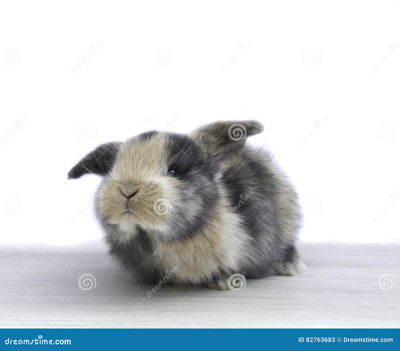 Cute little bunny stock image. Image of farmpet, doodle - 82763683