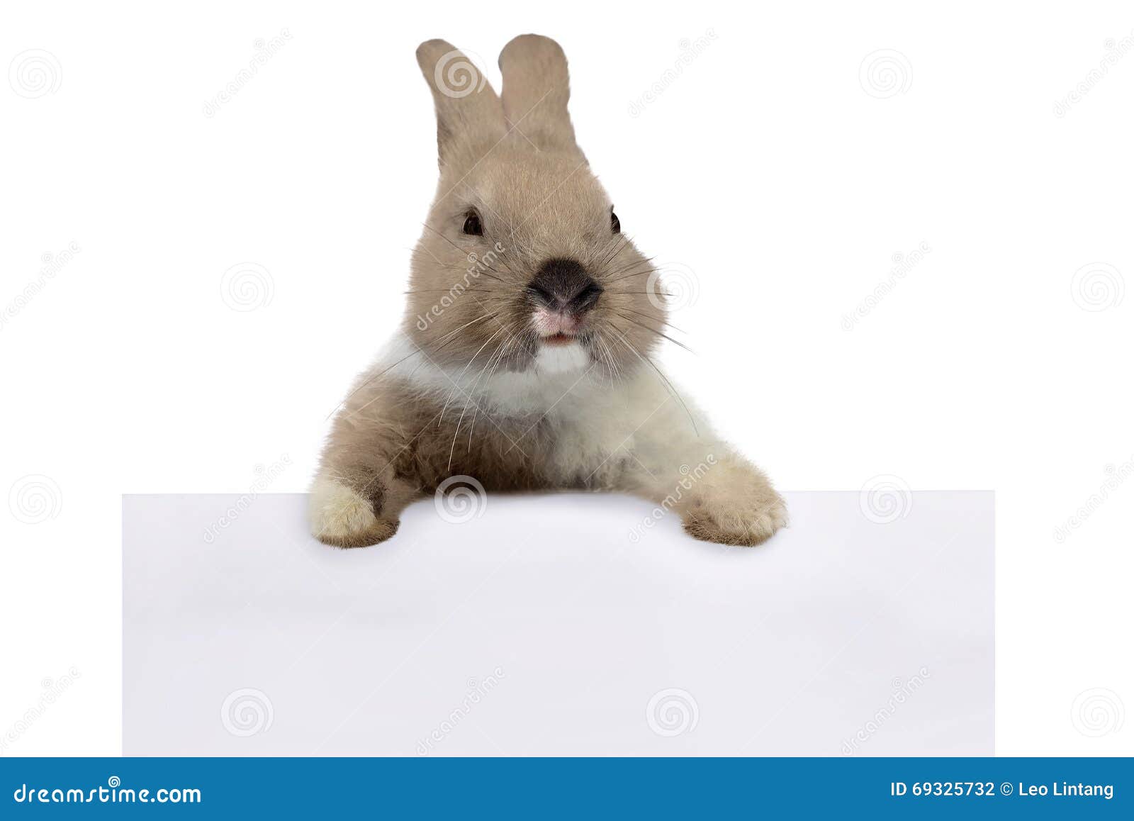 Cute Little Bunny on Empty Board Stock Photo - Image of board, little ...