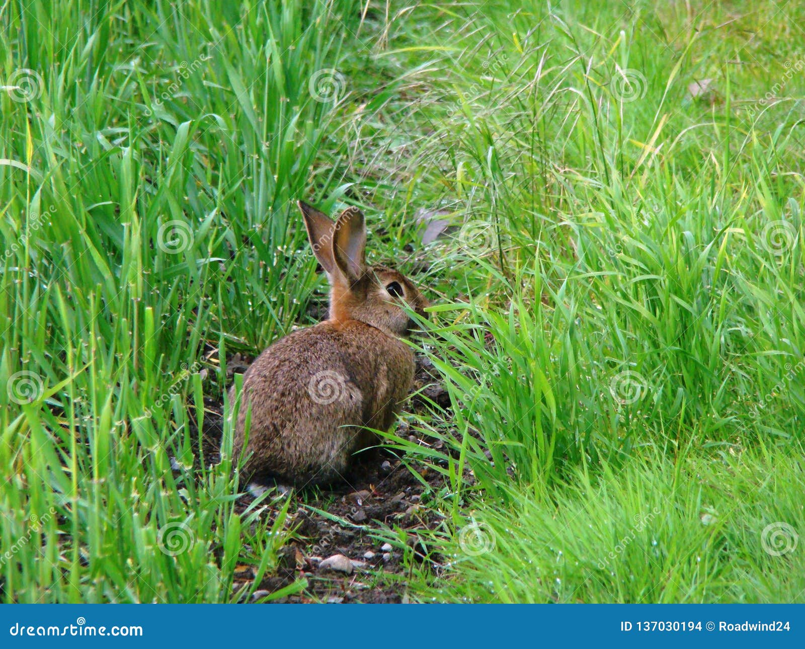 Cute Little Bunny in the Grass Stock Photo - Image of leporidae ...