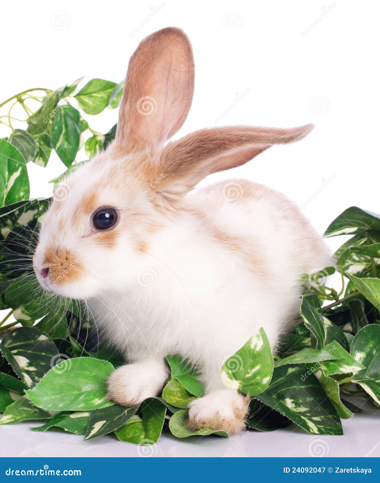 Cute Little Bunny in Green Leafs Stock Image - Image of fluffy, little ...