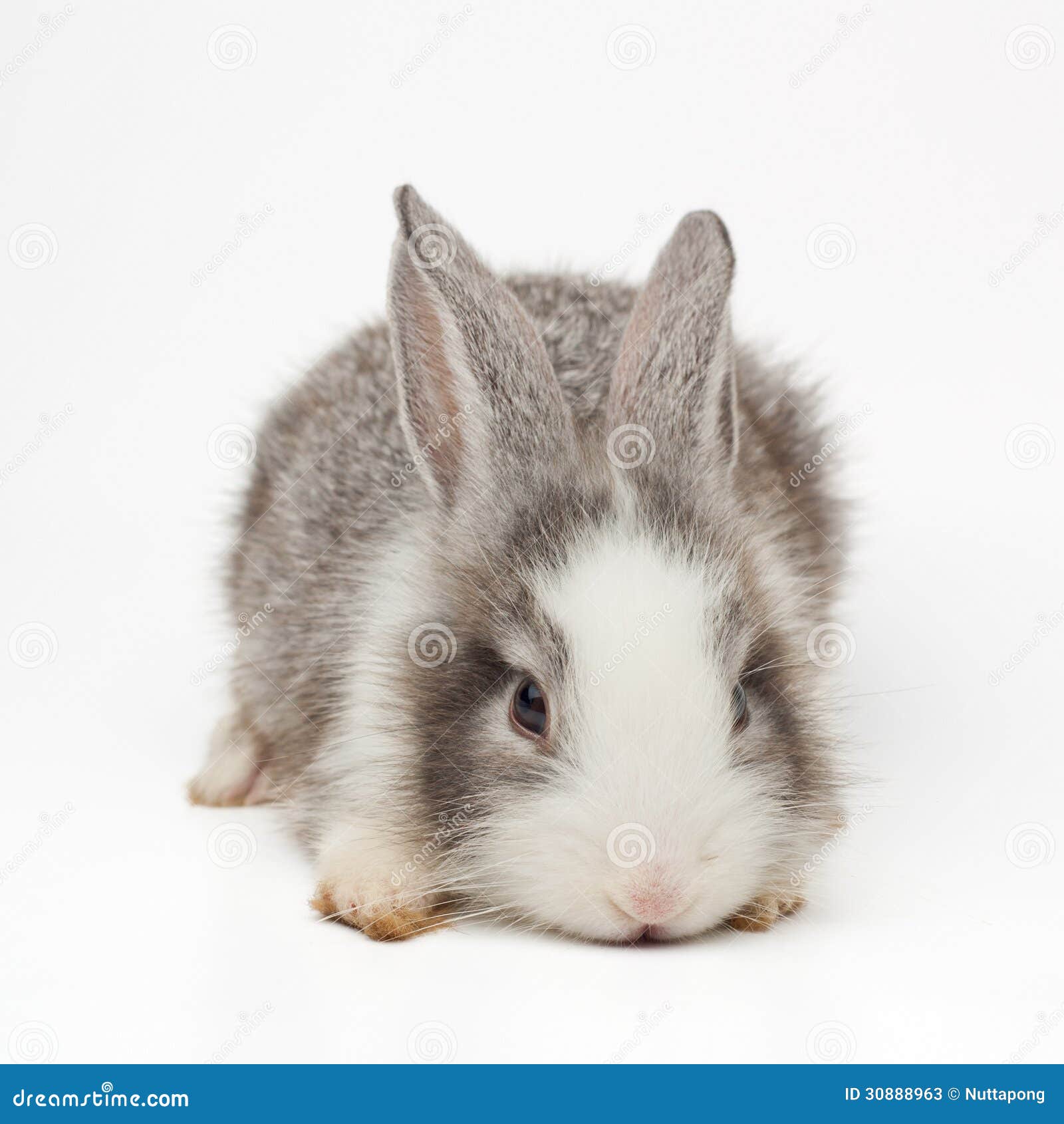 Cute little bunny stock image. Image of delicate, bunny - 30888963