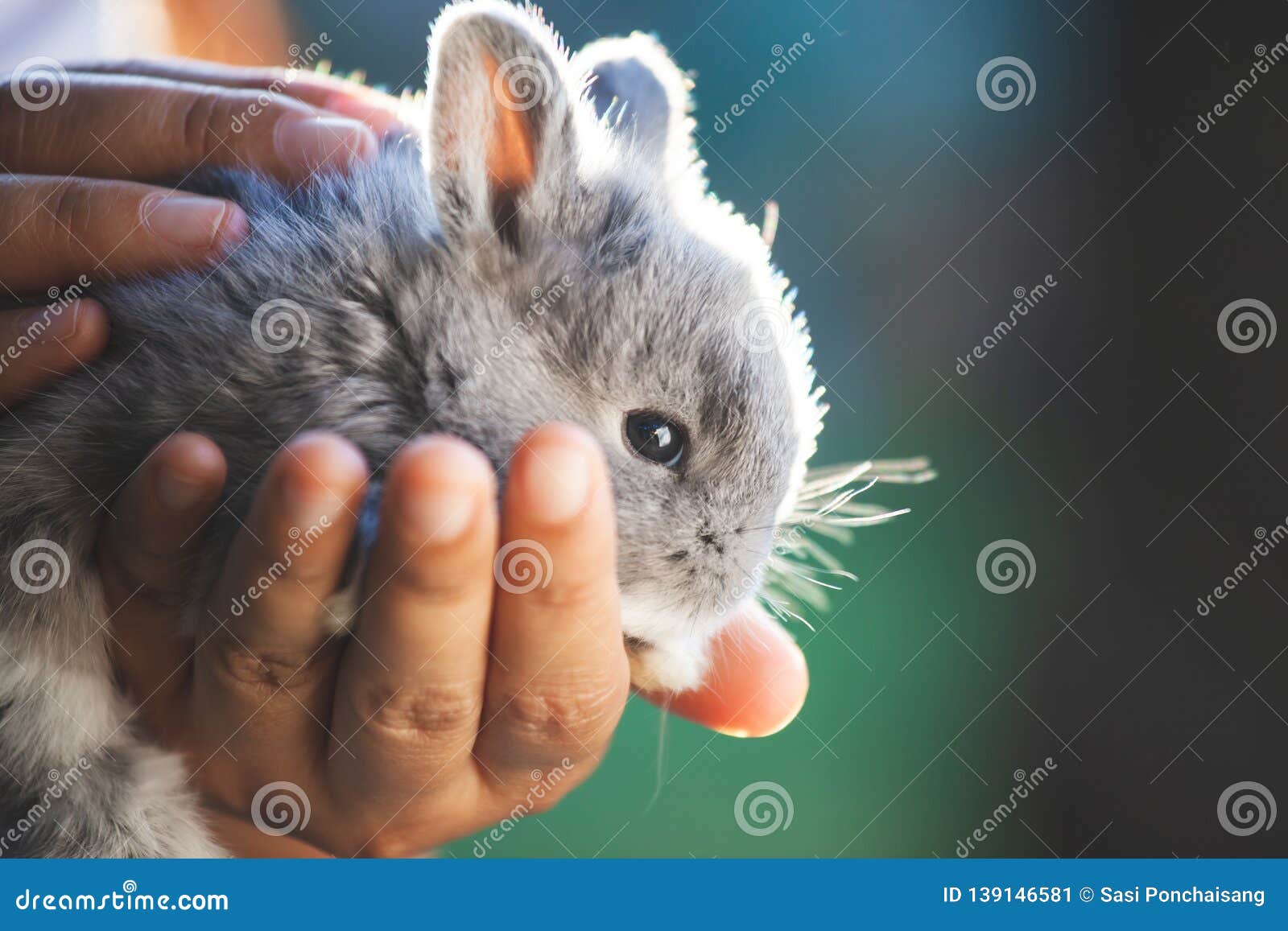 Cute bunny rabbit in hands stock image. Image of bunny - 139146581