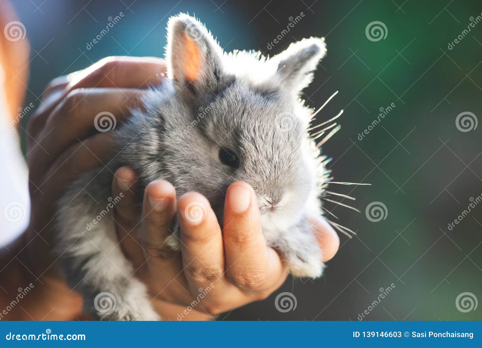 Cute Little Bunny Rabbit in Hands Stock Image - Image of holding ...