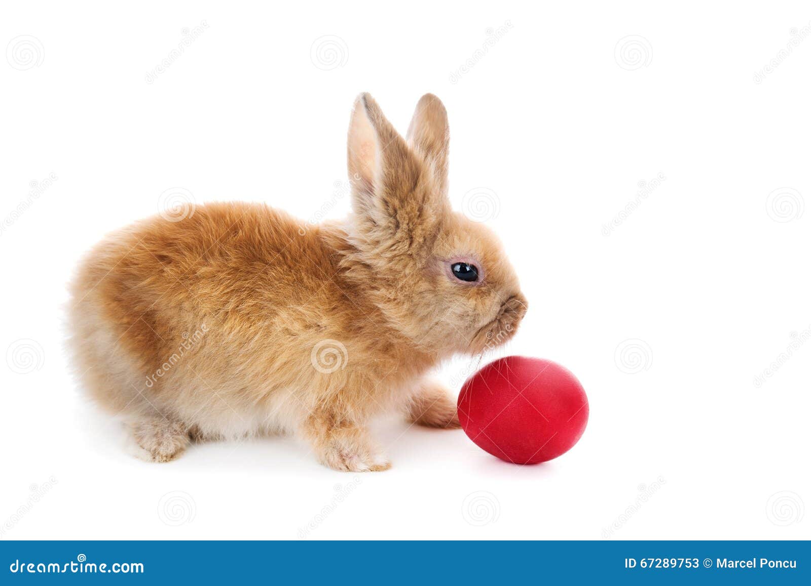 Cute Little Bunny Rabbit Isolated on a White Background Stock Image ...