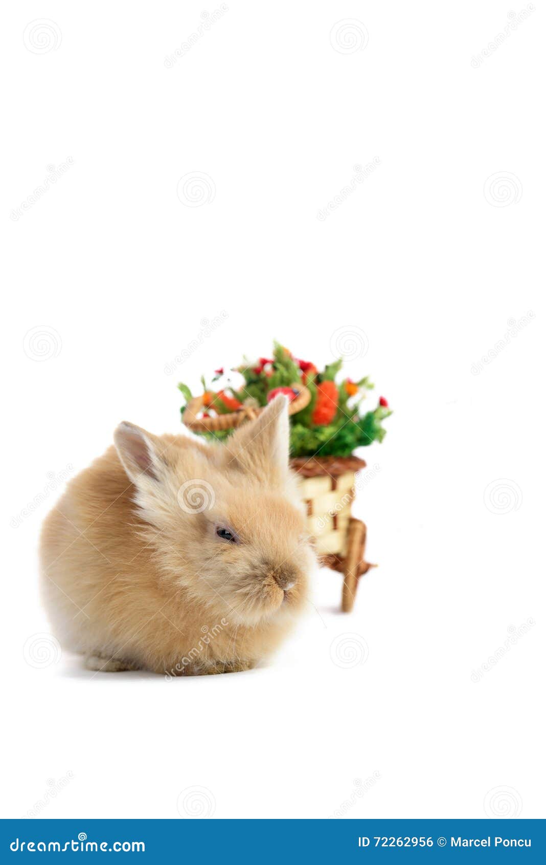 Cute Little Bunny Rabbit Isolated on a White Background Stock Photo ...