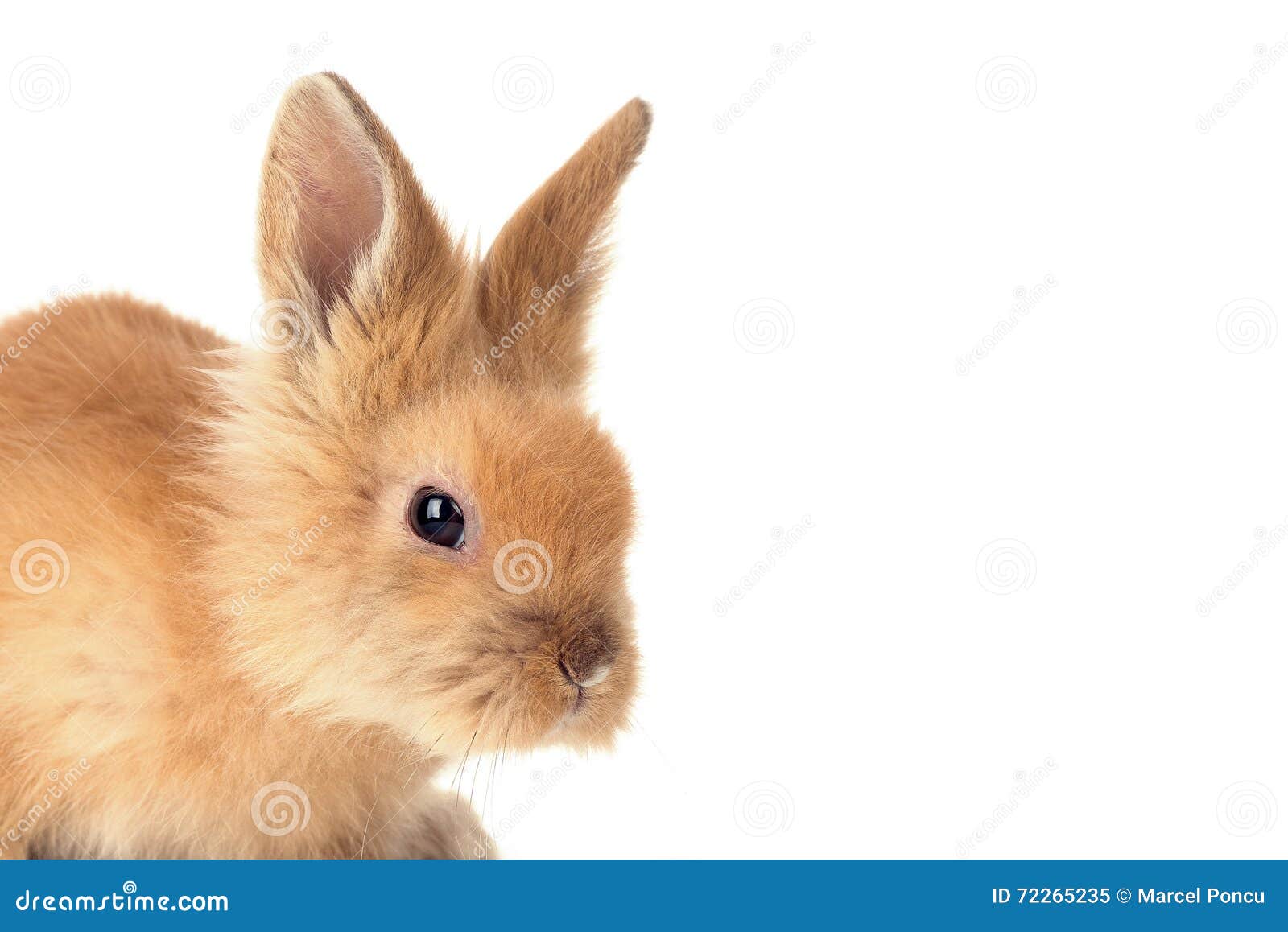 Cute Little Bunny Rabbit Isolated on a White Background Stock Image ...