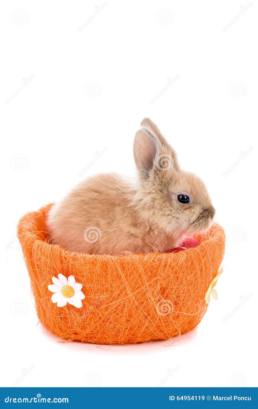 Cute Little Bunny Rabbit on a White Background Stock Image - Image of ...