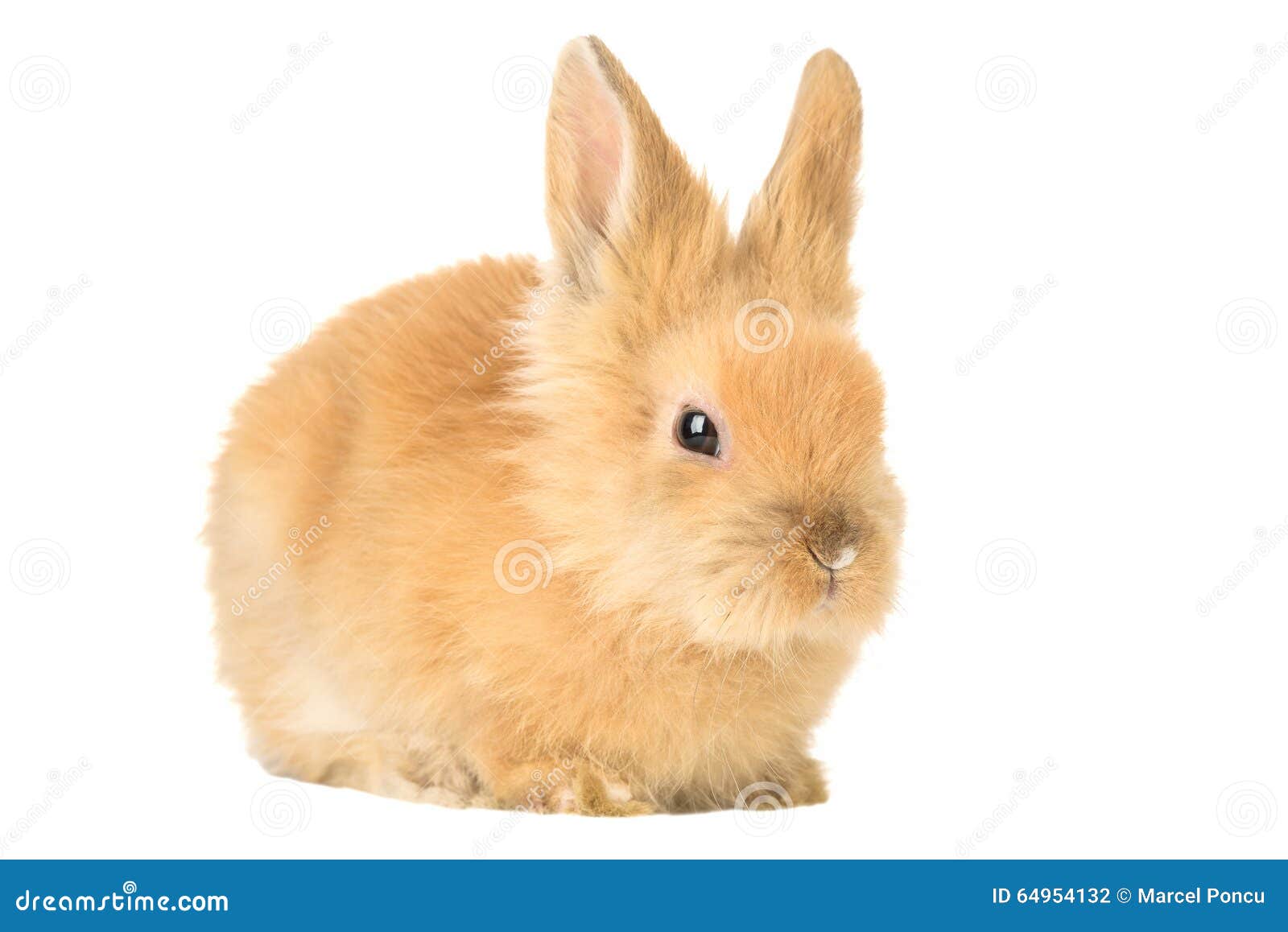 Cute Little Bunny Rabbit on a White Background Stock Photo - Image of ...