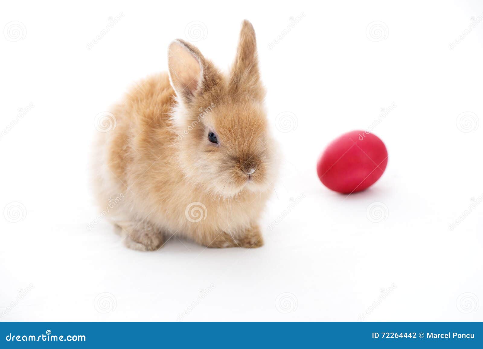 Cute Little Bunny Rabbit on a White Background Stock Photo - Image of ...