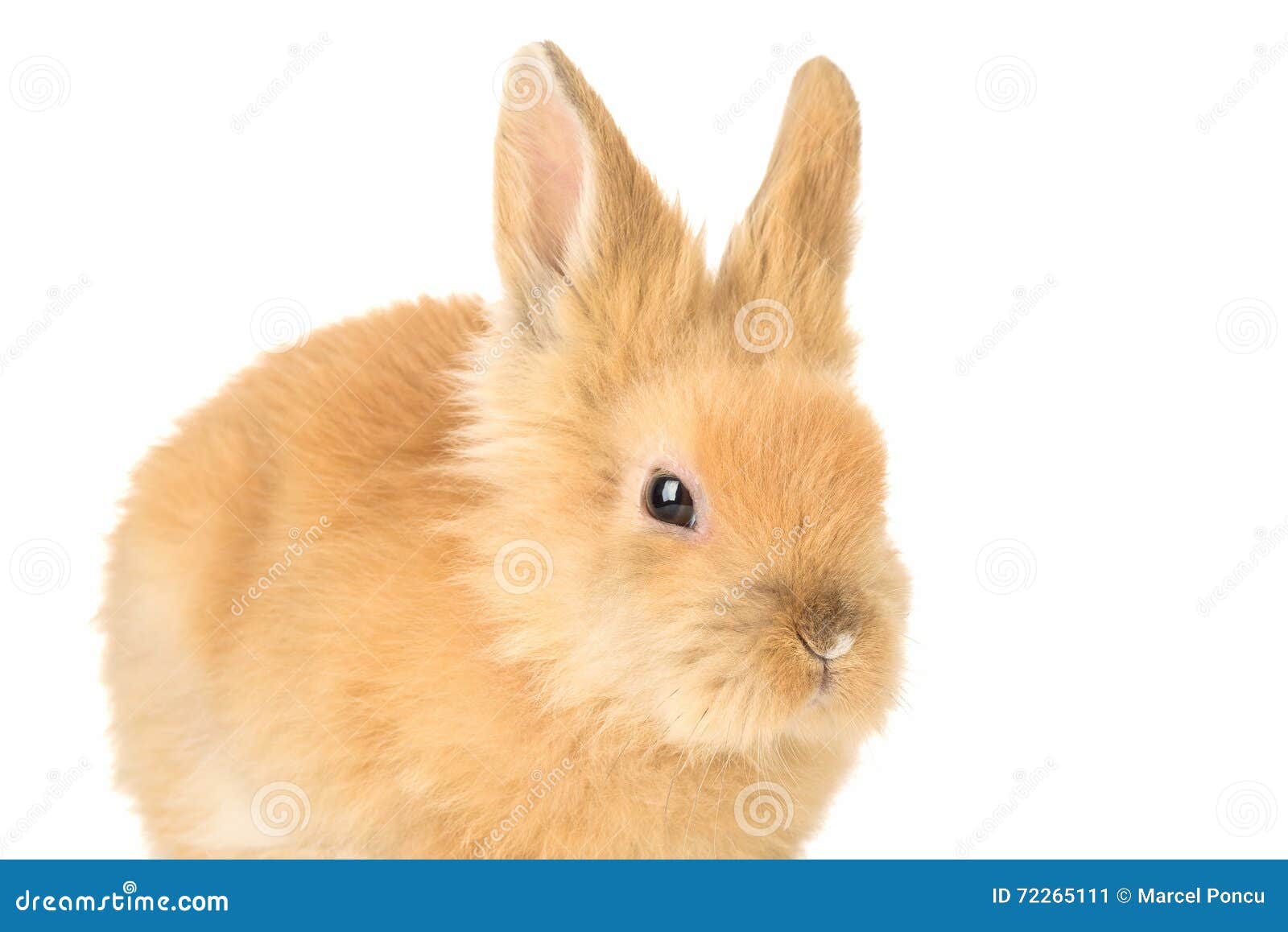 Cute Little Bunny Rabbit on a White Background Stock Image - Image of ...
