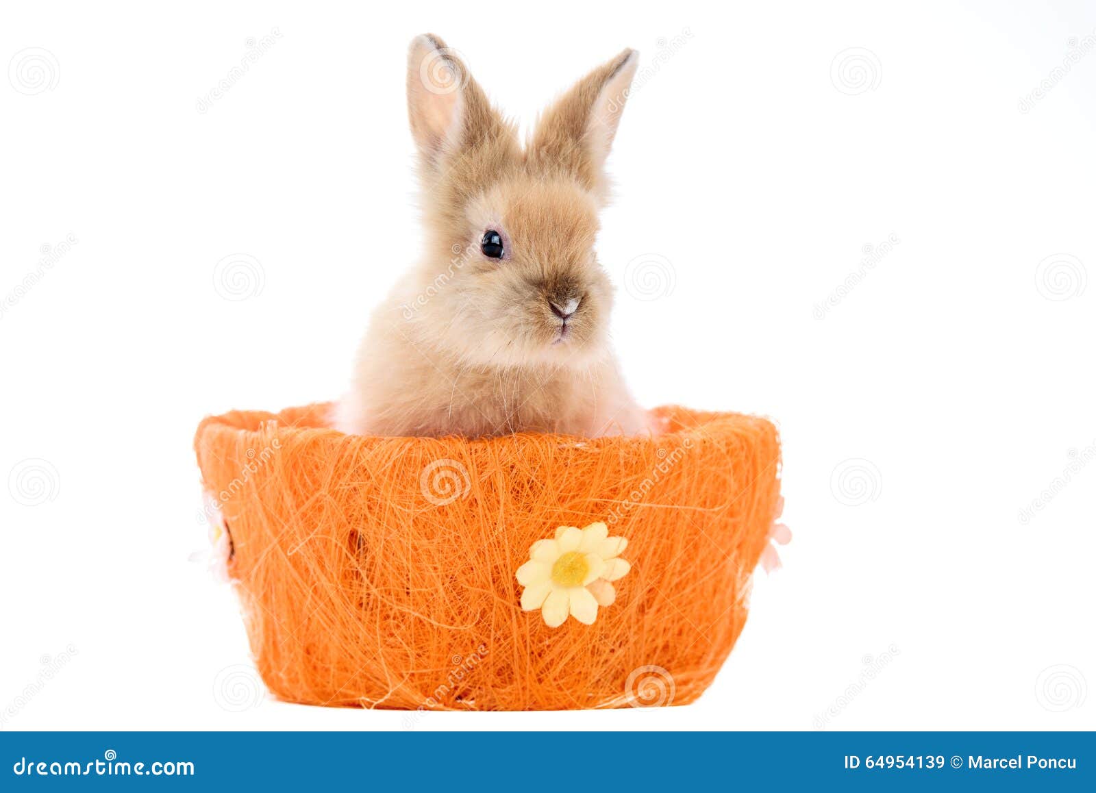 Cute Little Bunny Sitting in a Easter Basket on a White Stock Image ...