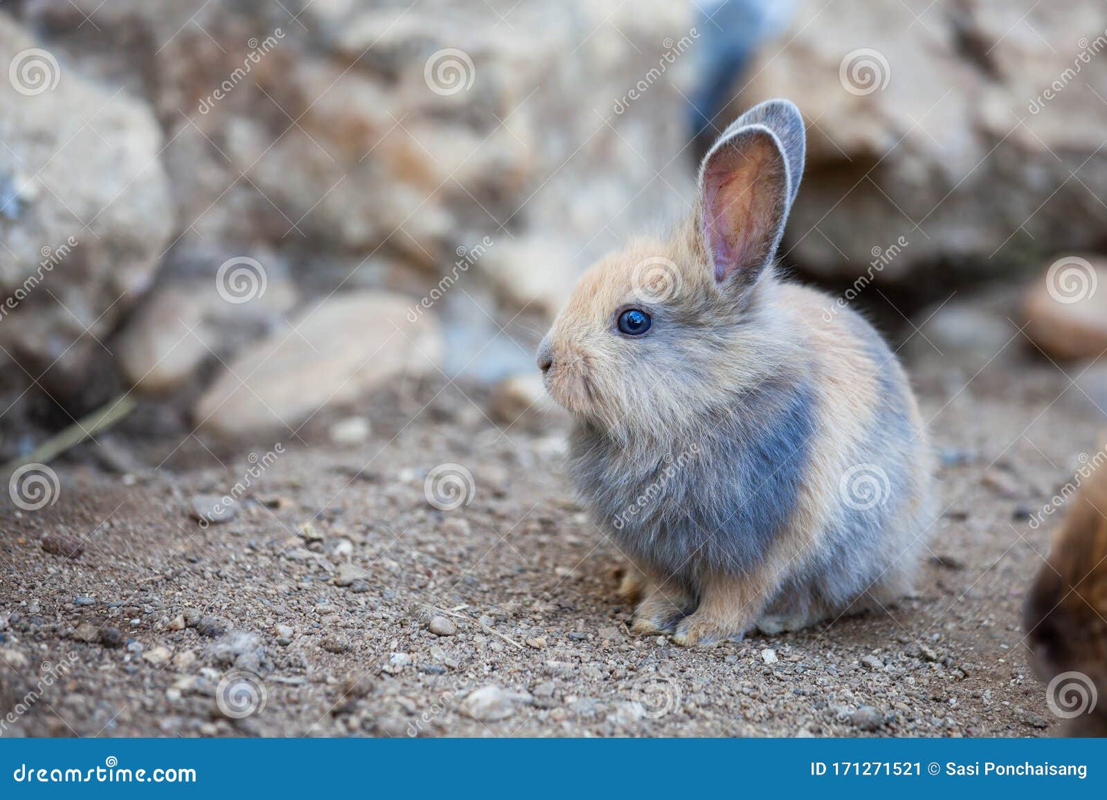 Cute Little Bunny Sitting on the Ground. Stock Image - Image of ears ...