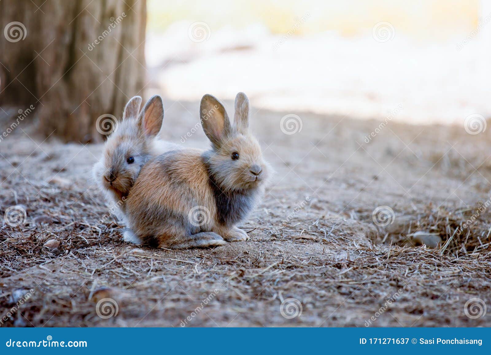 Cute Little Bunny Sitting on the Ground. Stock Image - Image of ...