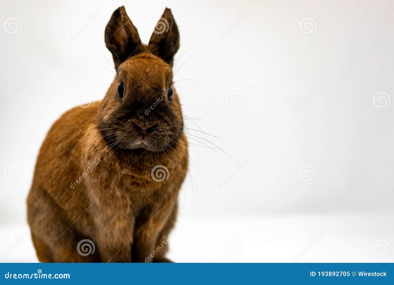 Cute Little Bunny Sitting before a White Background Stock Image - Image ...