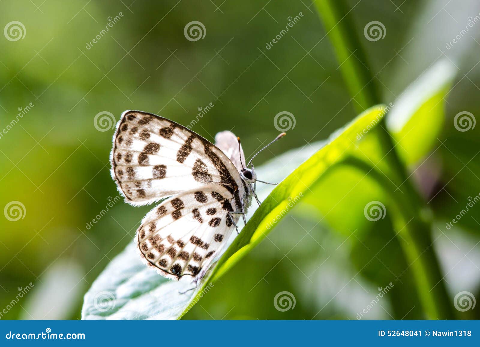 Cute Little Butterfly on Green Leaf Stock Image - Image of pattern ...