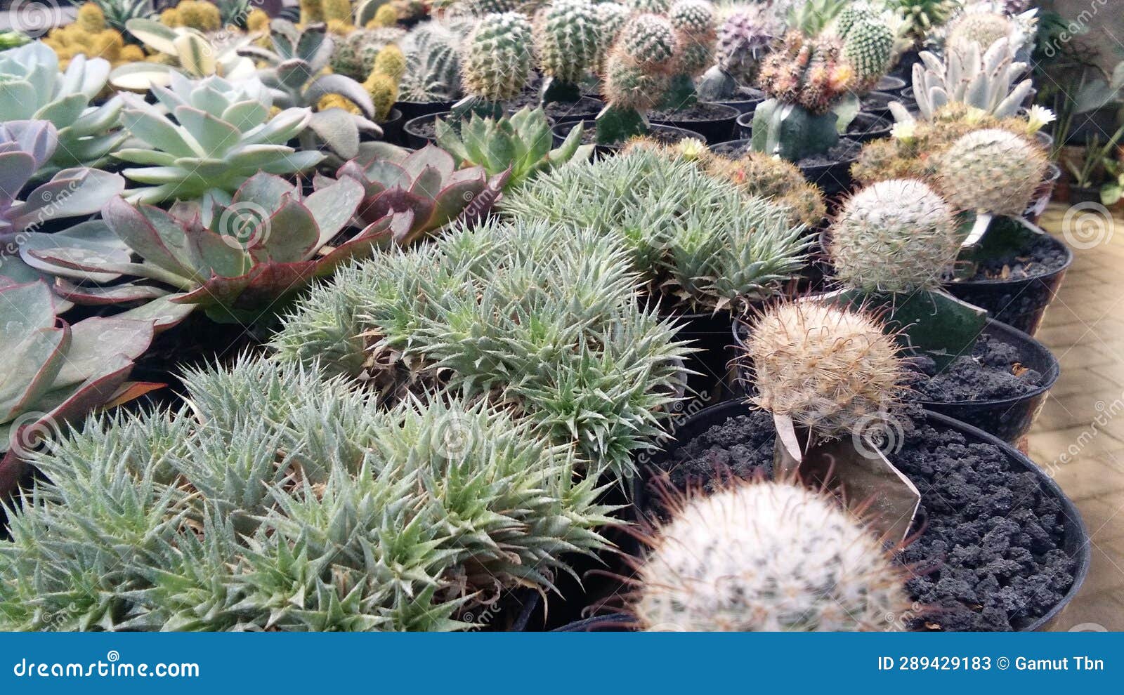 Cute Little Cactus in Small Garden Stock Image - Image of cute, garden ...