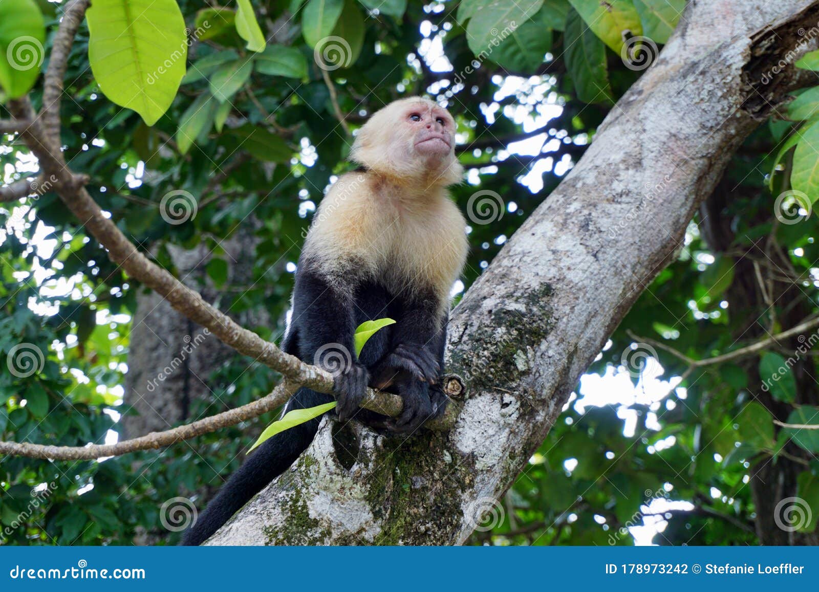 Cute Little Capuchin Monkey Looking Up Stock Photo - Image of green ...