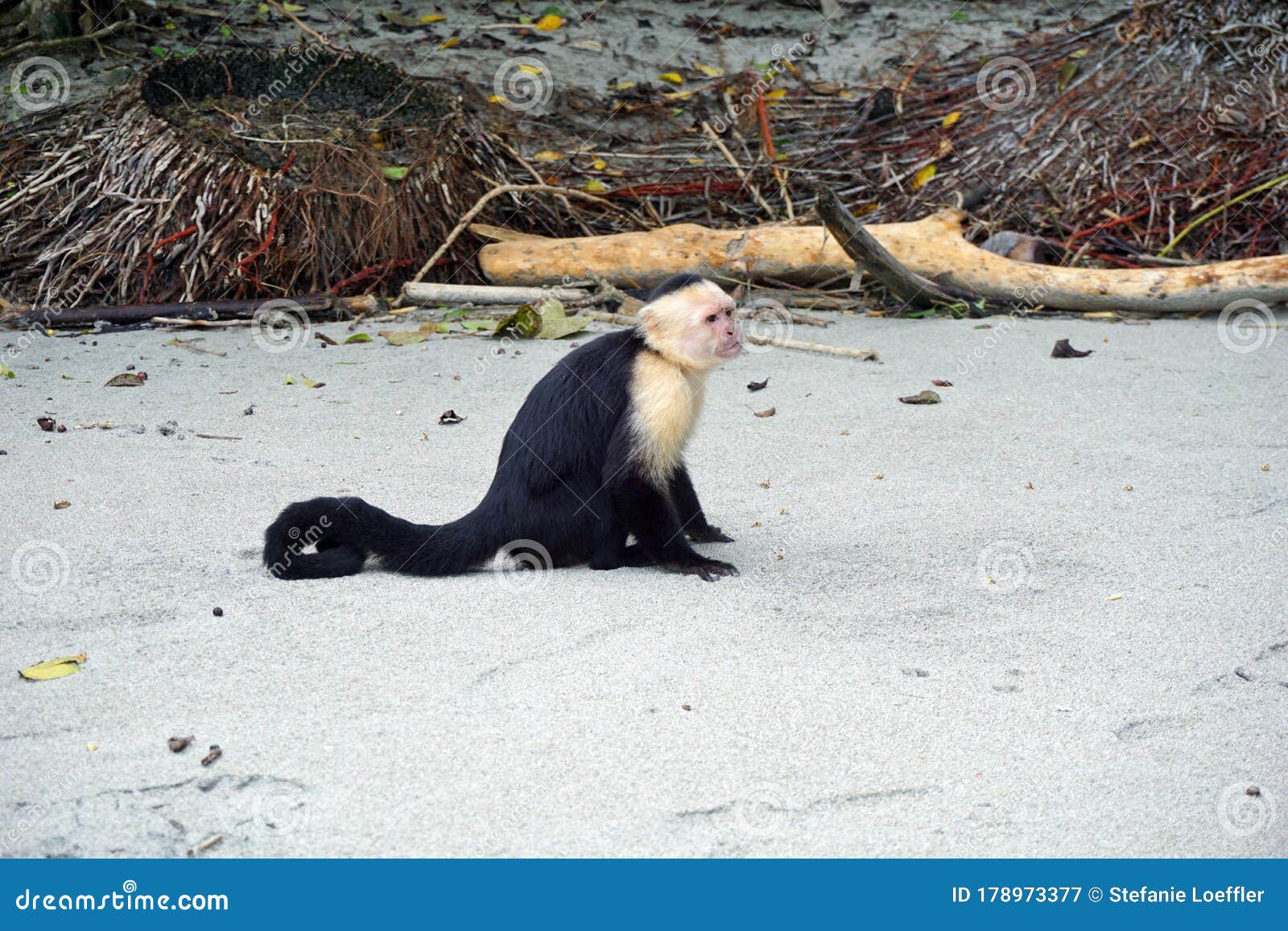Cute Little Capuchin Monkey Sitting at the Beach Stock Image - Image of ...