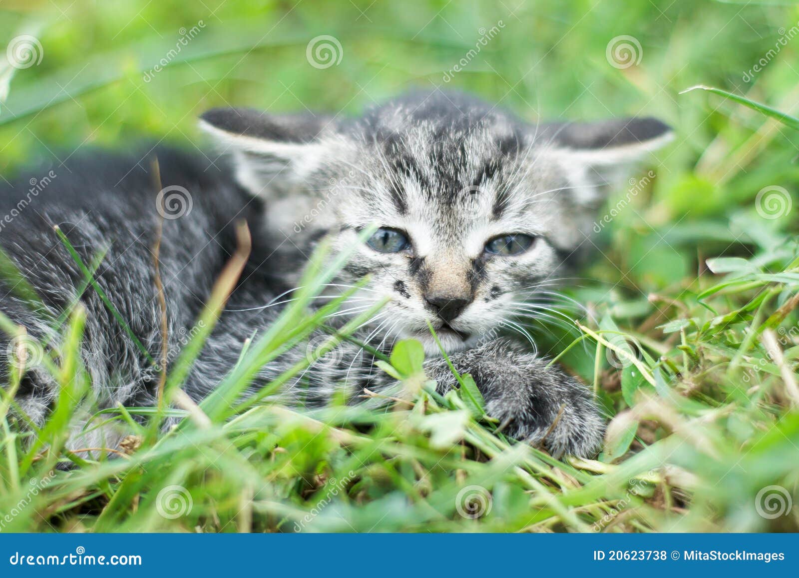 Cute little cat stock photo. Image of outdoors, animal - 20623738