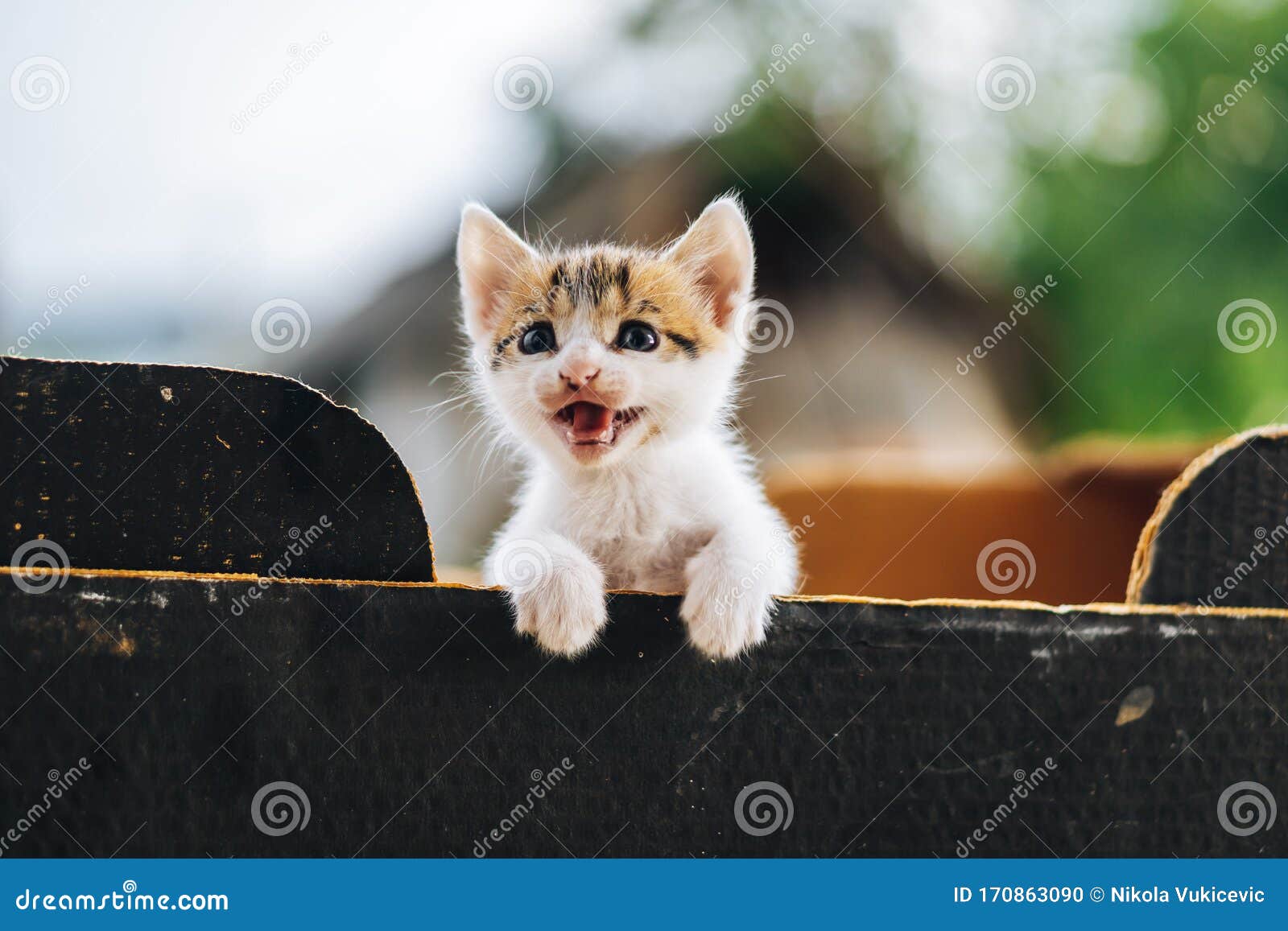 Cute little cat in the box stock photo. Image of little - 170863090