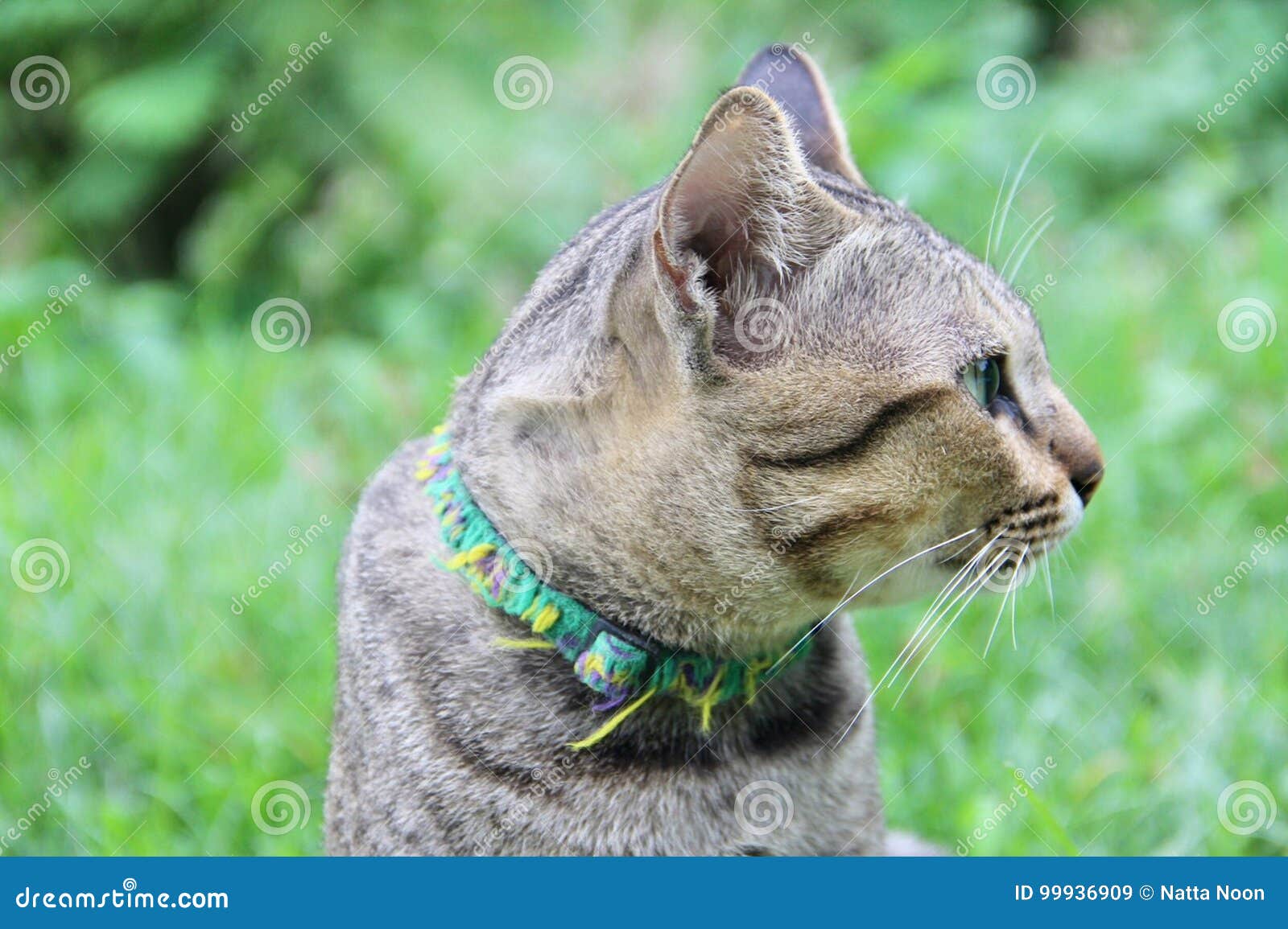 Cute Cat no.1 stock image. Image of little, cute, nature - 99936909