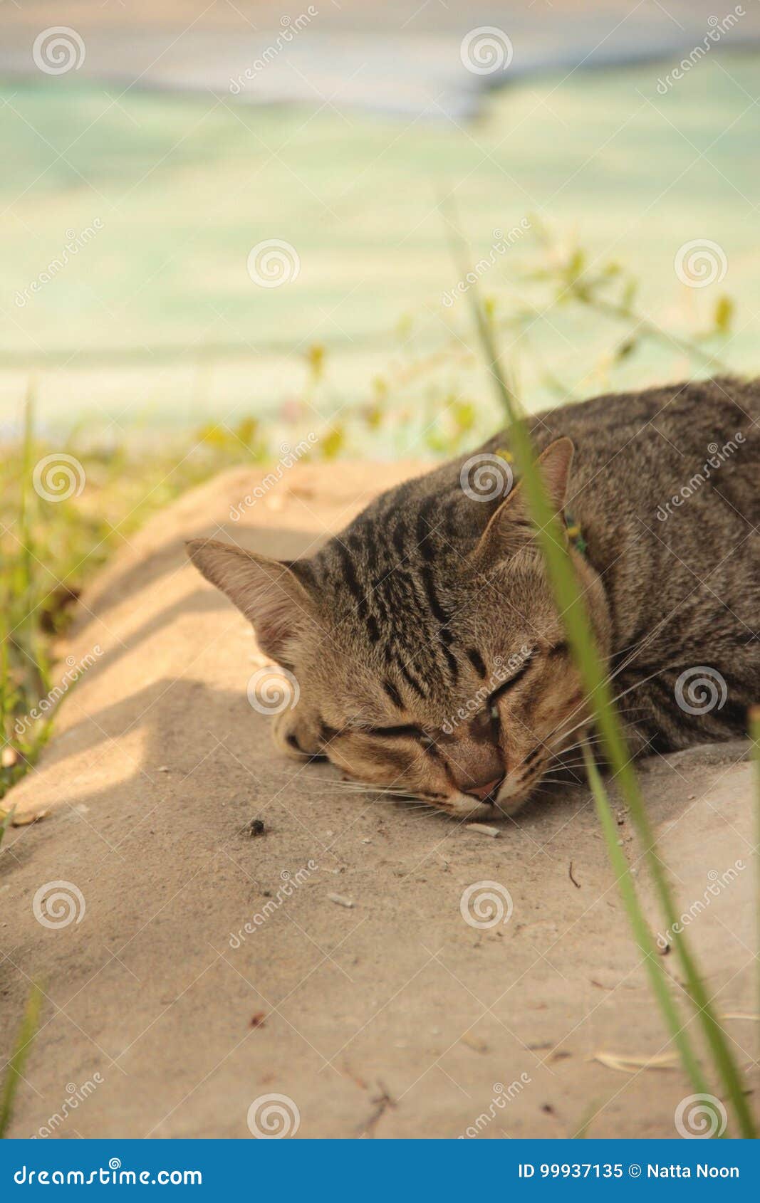 Cute Cat no.3 stock image. Image of nature, little, sleep - 99937135