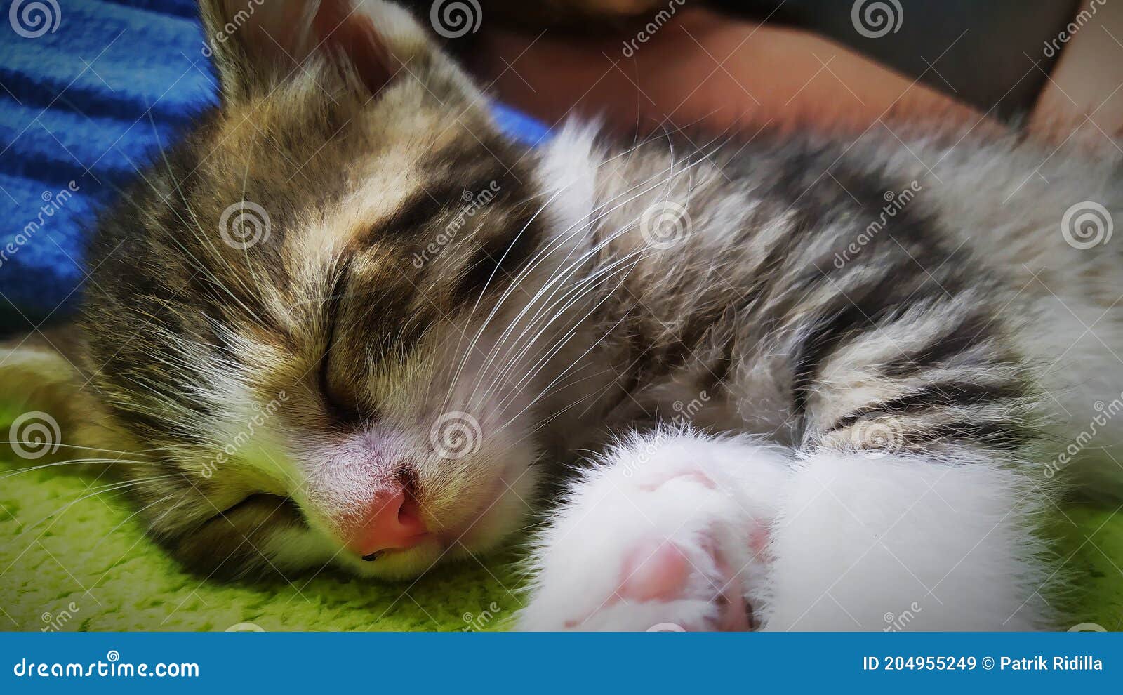 Cute Little Cat in the Deep Sleep Stock Image - Image of dreaming, cute ...