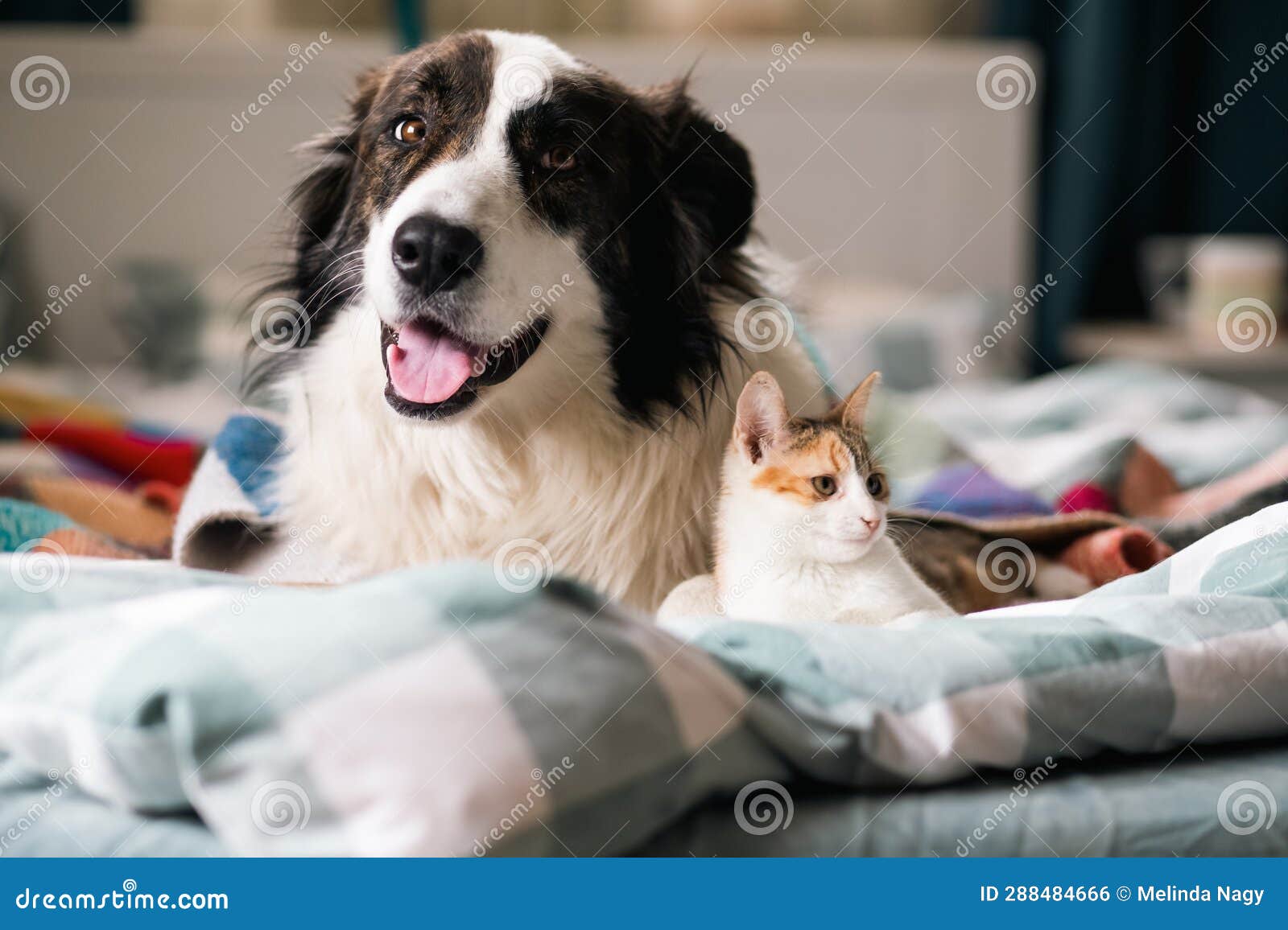 Cute Little Cat and Dog in Bed at Home Stock Photo - Image of domestic ...
