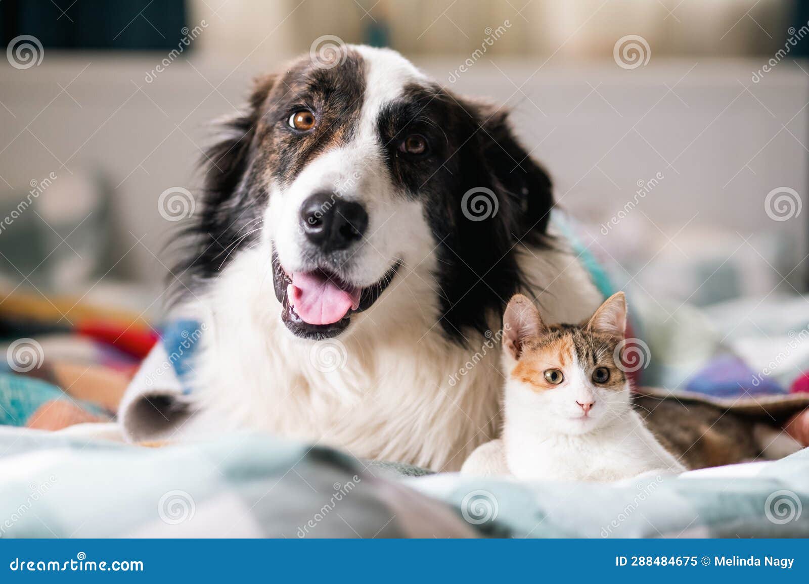 Cute Little Cat and Dog in Bed at Home Stock Image - Image of cold ...