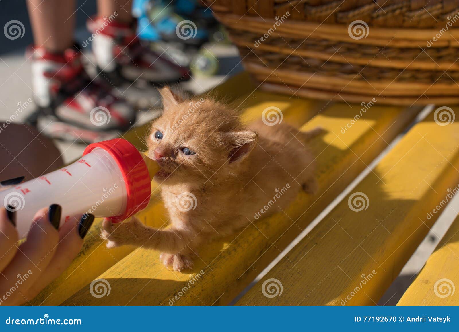 Cute Little Cat Drinking Milk from a Jar Stock Photo - Image of fluffy ...