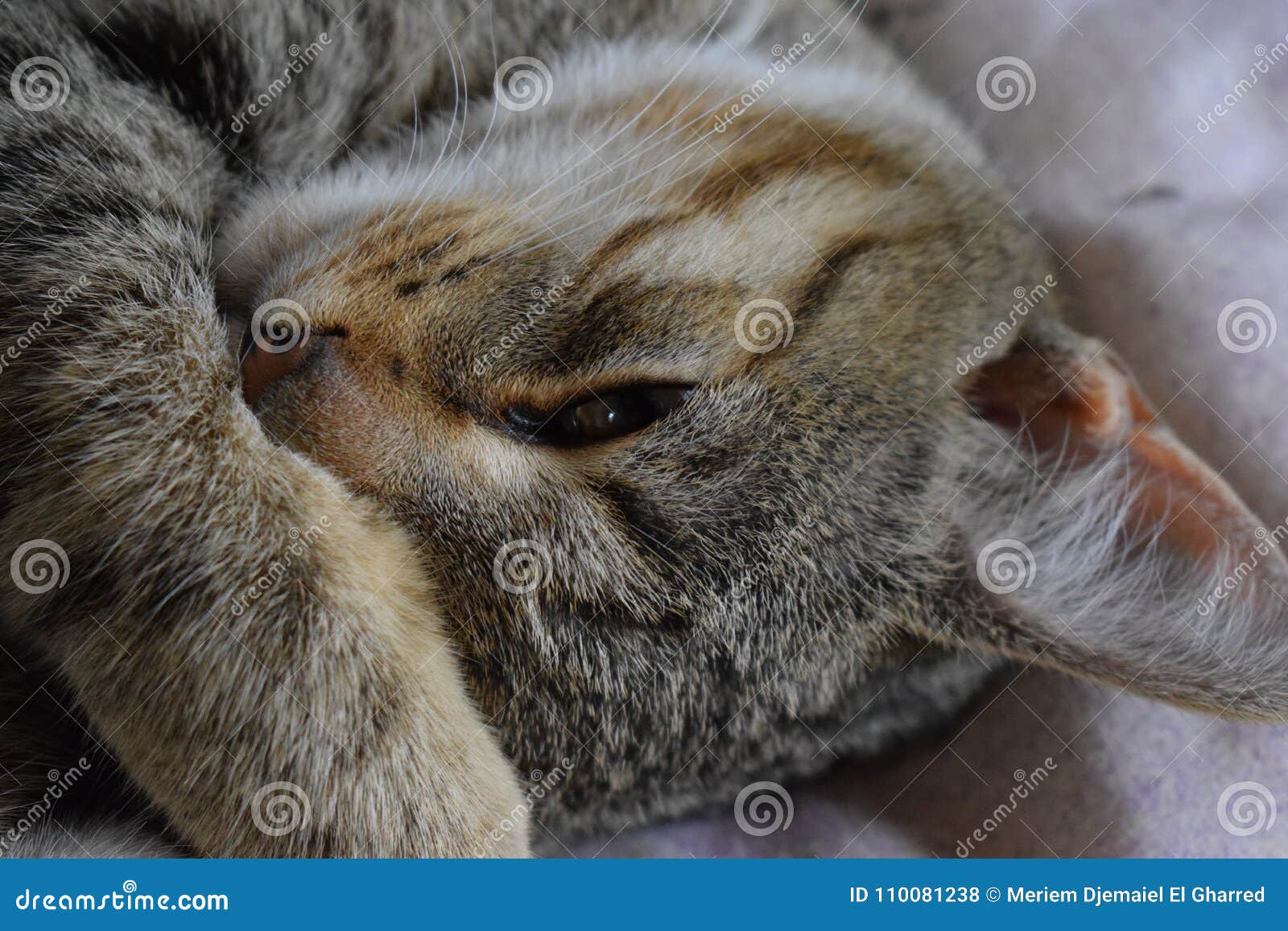 Half Cat Half Rabbit