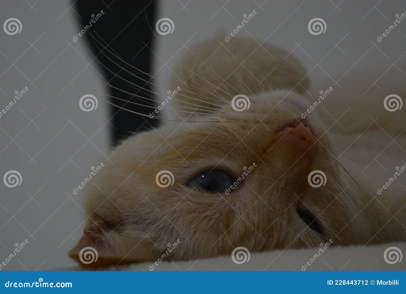 A Cute Little Cat is Hatching, Close Up Stock Photo - Image of pets ...