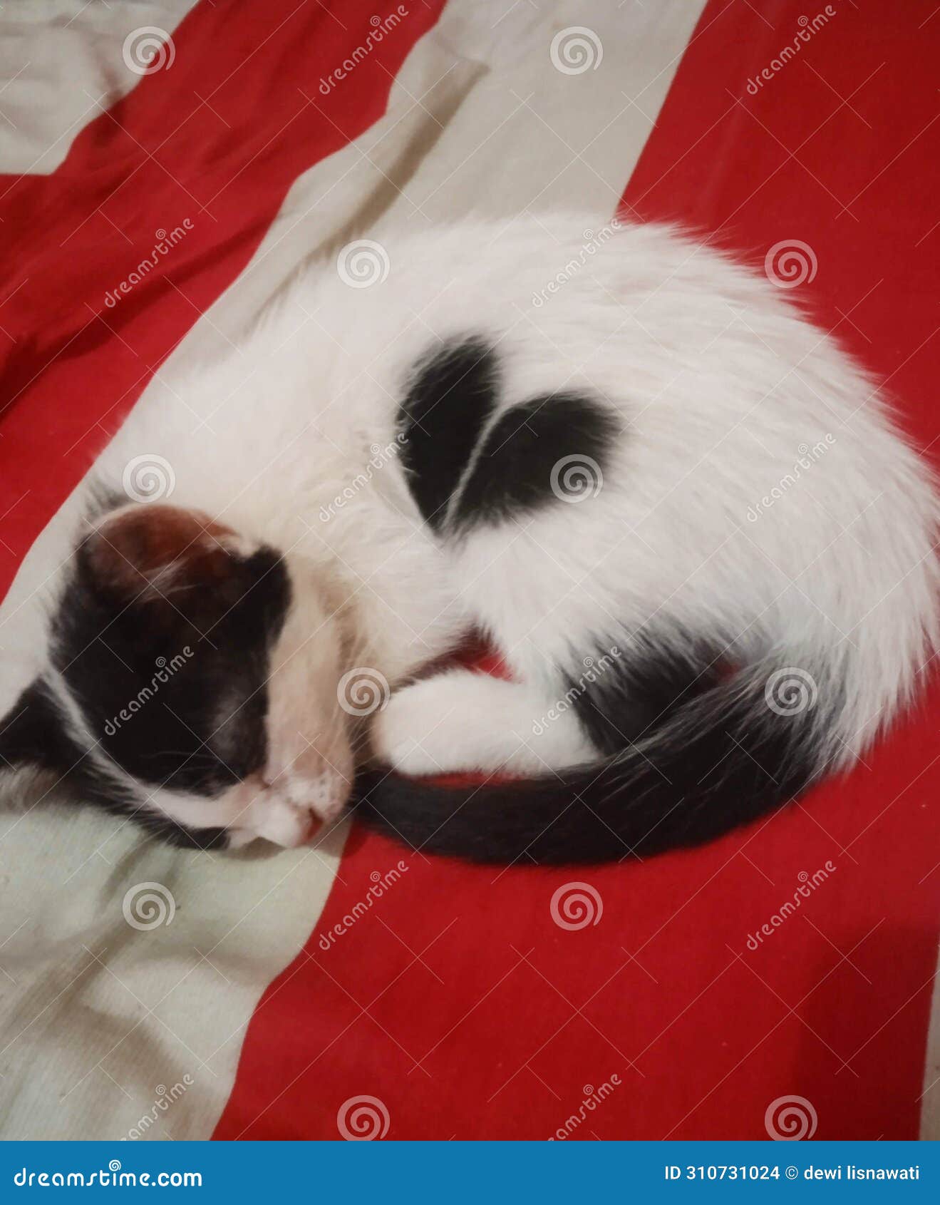 Cute Little Cat with Heart Shaped Fur Stock Photo - Image of cute ...