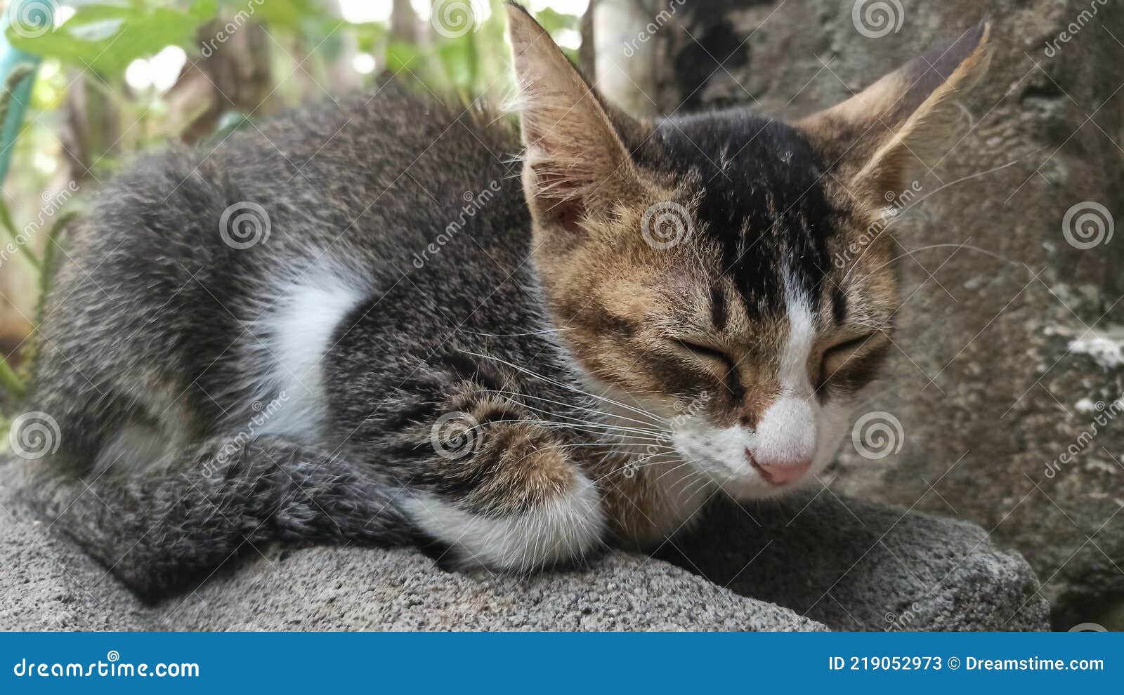 A Cute Little Cat Named Miko is Chilling on a Brick Stock Image - Image ...
