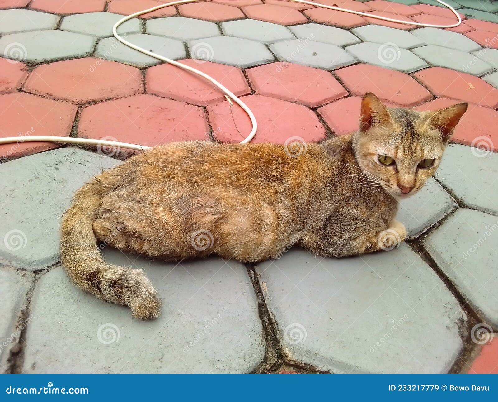 Cute Little Cat on Paving Blocks. Stock Image Stock Image - Image of ...