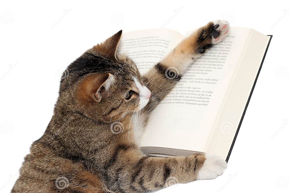 Cute Little Cat Reading a Book Stock Image - Image of hair, book: 26076307