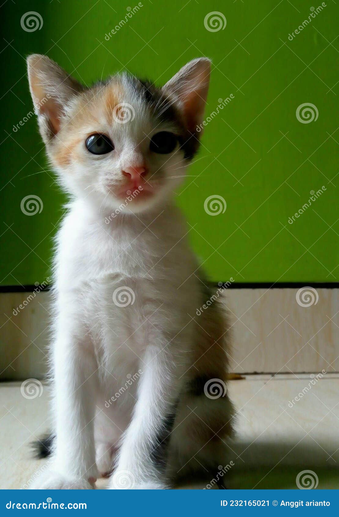 Cute Little Cat Sitting on the Floor Stock Image - Image of floor ...