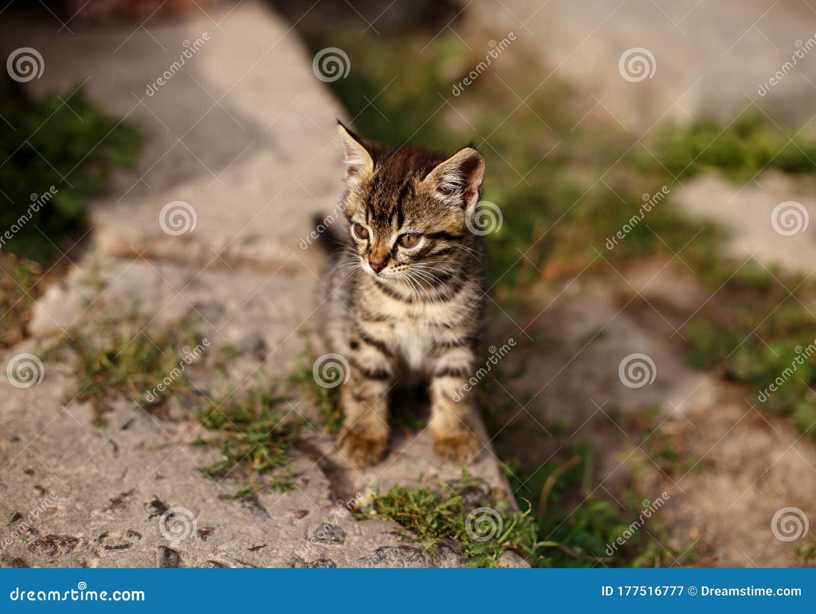 Cute Little Cat Sitting in the Garden Stock Image - Image of domestic ...