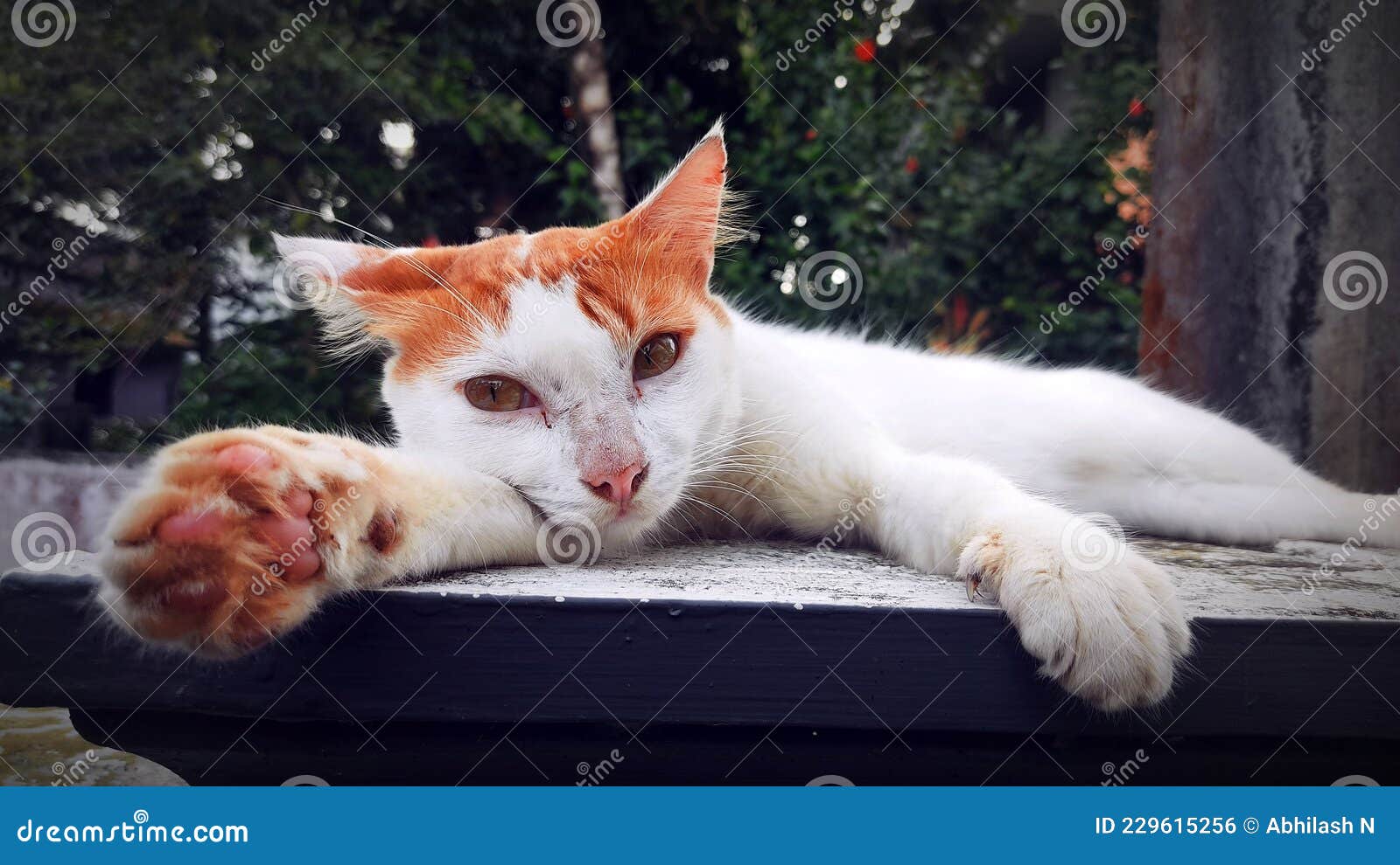 The Cute Little Cat Taking Rest Stock Photo - Image of taking, rest ...